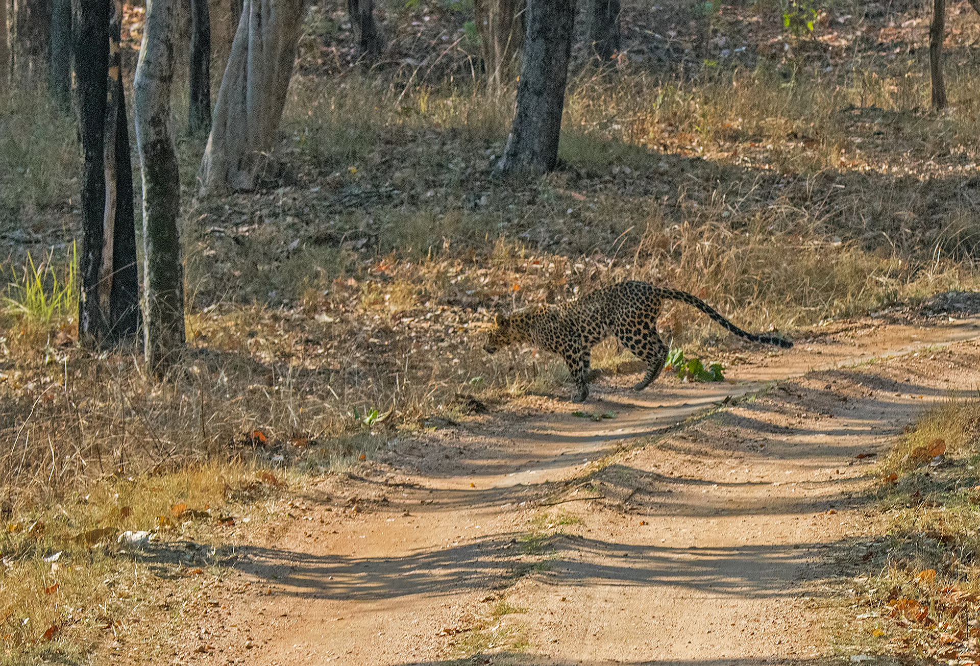 Live Safari in Tiger Country - The Awesome Foundation