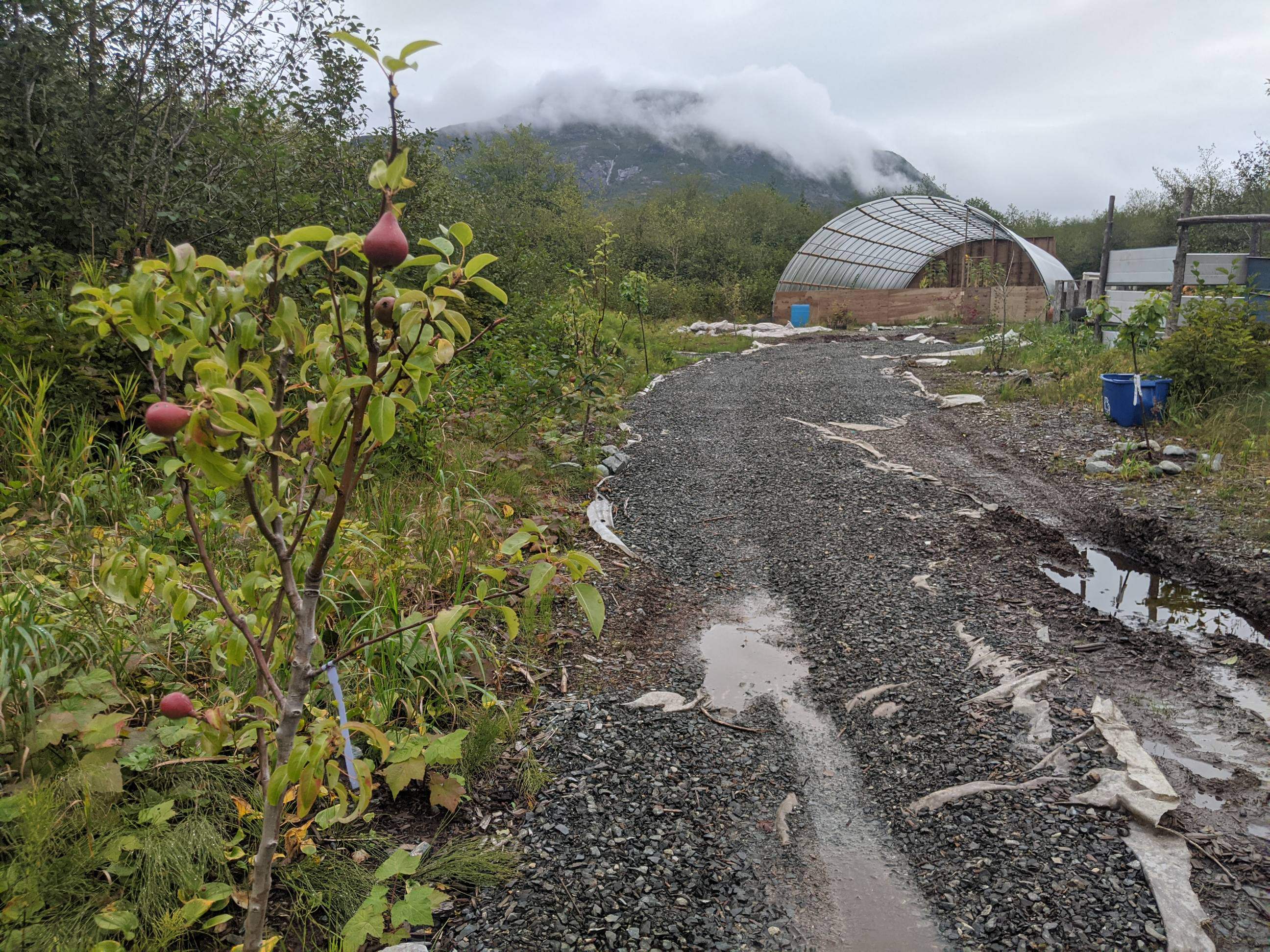 Community indigenous food forest project - The Awesome Foundation