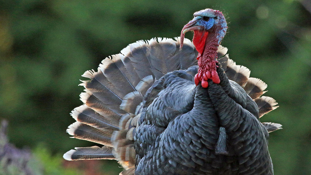 Thanksgiving Turkey's for Lake Street Seniors - The Awesome Foundation
