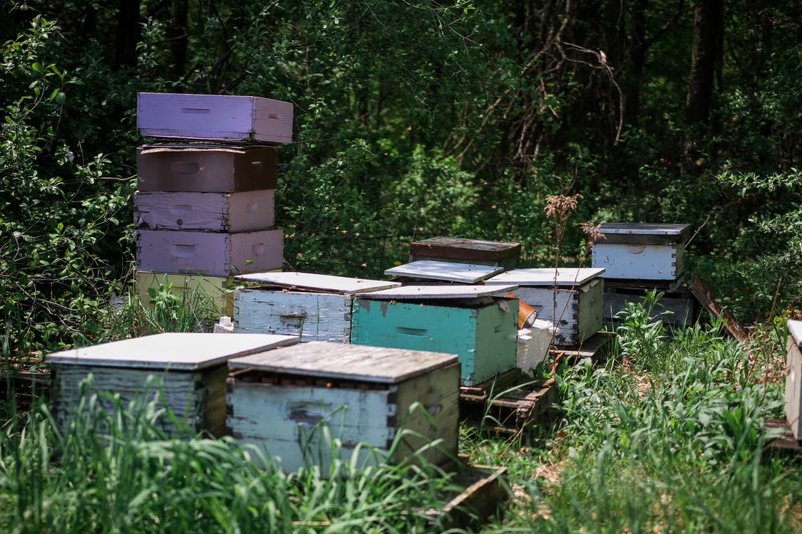 Coit Road Apiary - The Awesome Foundation